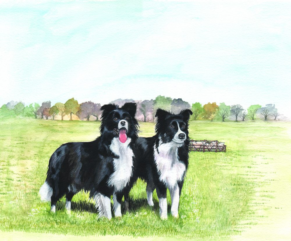 SUE PODBERY Two Collies Card | Holleys Fine Foods